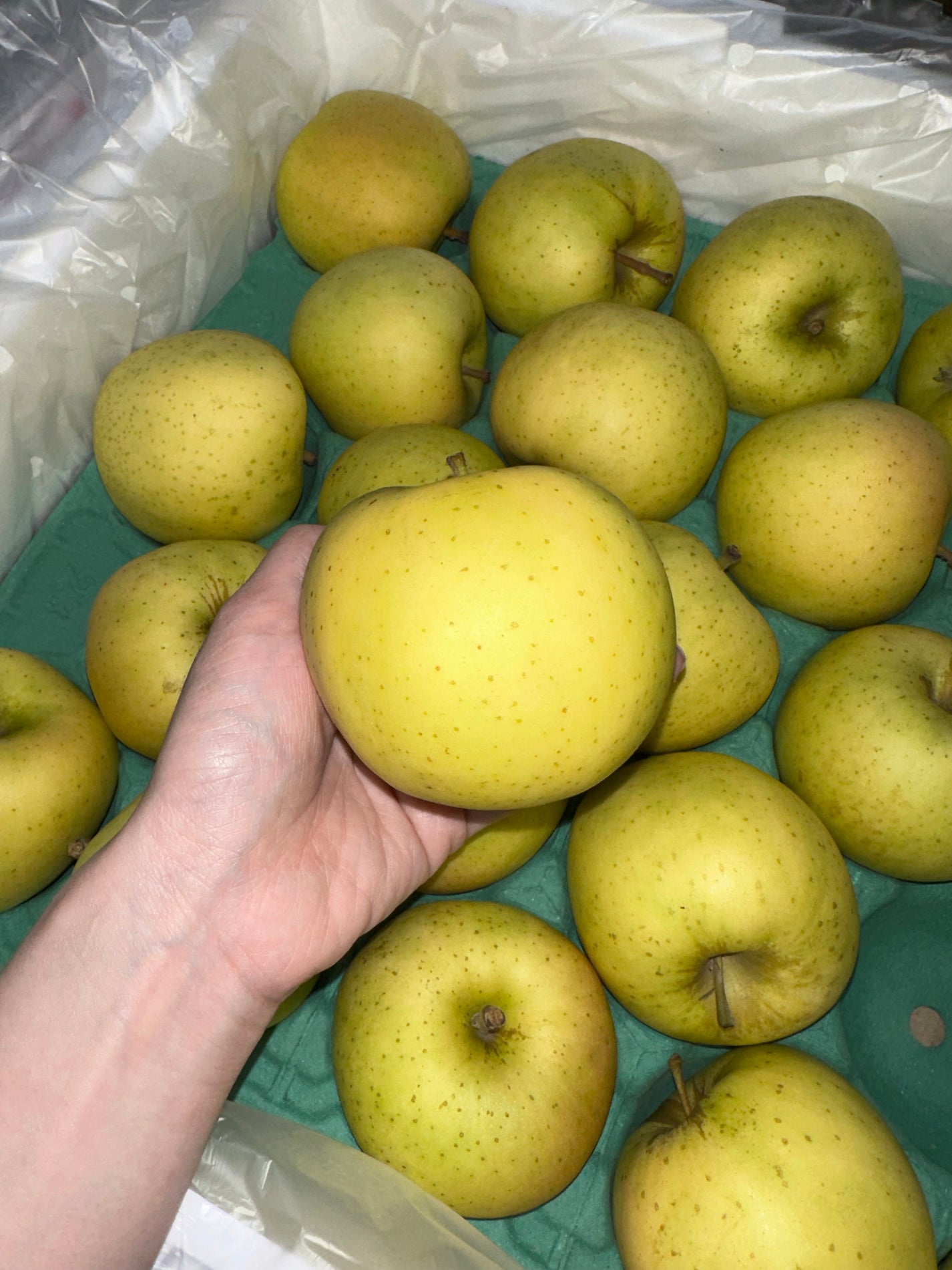 Japanese Toki Apples – Fruit Loot Ph