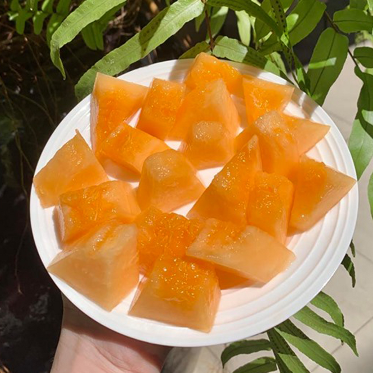 Hami Melon – Fruit Loot Ph